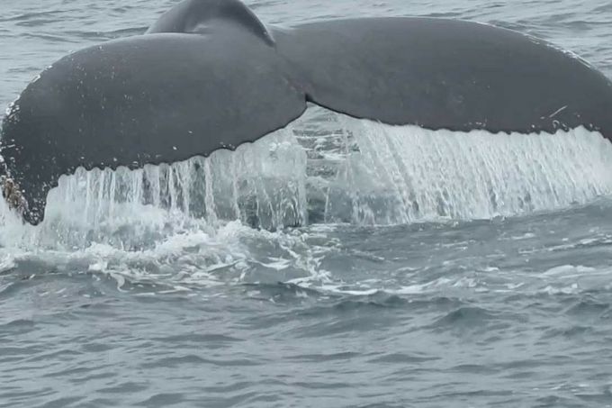 Could Biomimicry Revolutionise Renewable Energy? | Energy Portal of Serbia