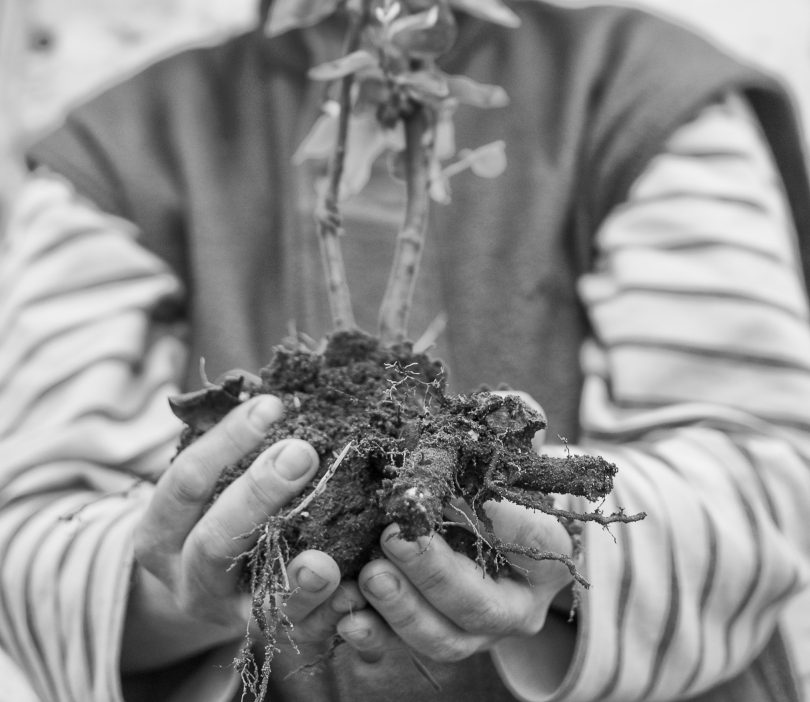 Call for 1m People to Join UK’s Biggest Mass Tree-Planting Campaign ...